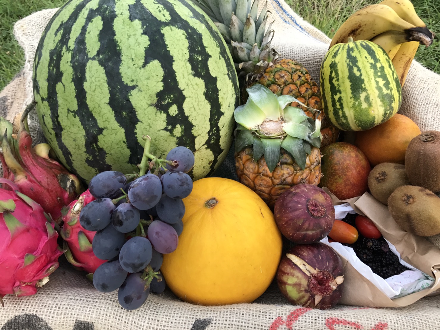 TFGTやりました！ – 飼育の部屋