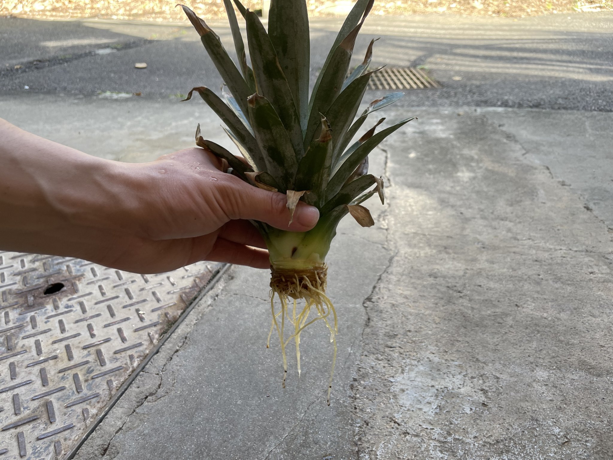 【Pineapple Diary】March Pine – 飼育の部屋