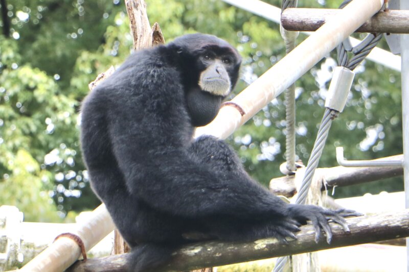 【Tenagram】10月24日は『国際テナガザルの日（International Gibbon Day）』です。 – 飼育の部屋