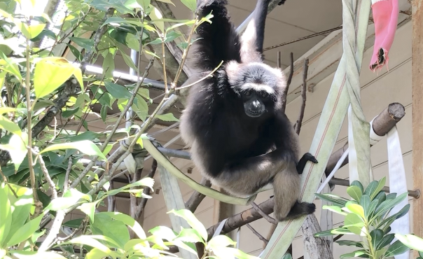 【Tenagram】10月24日は『国際テナガザルの日（International Gibbon Day）』です。 – 飼育の部屋