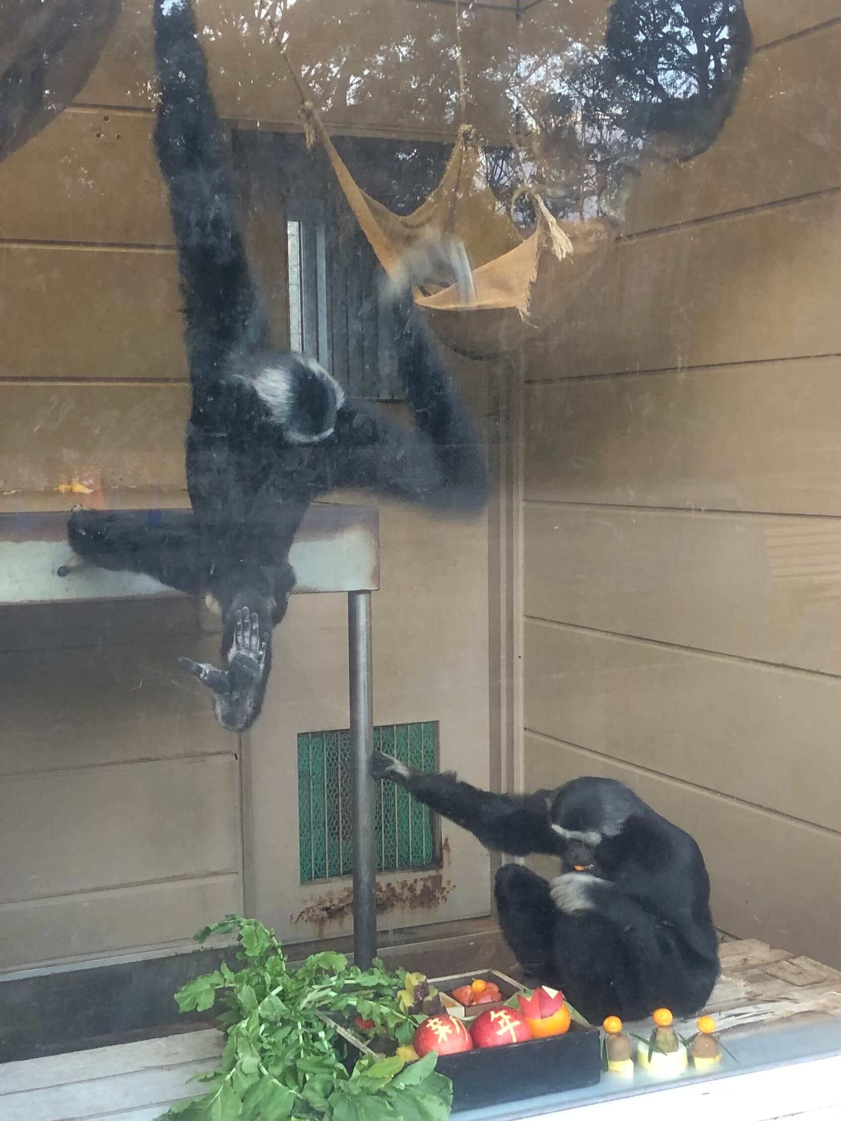 【Tenagram】テナガザルおせち – 飼育の部屋