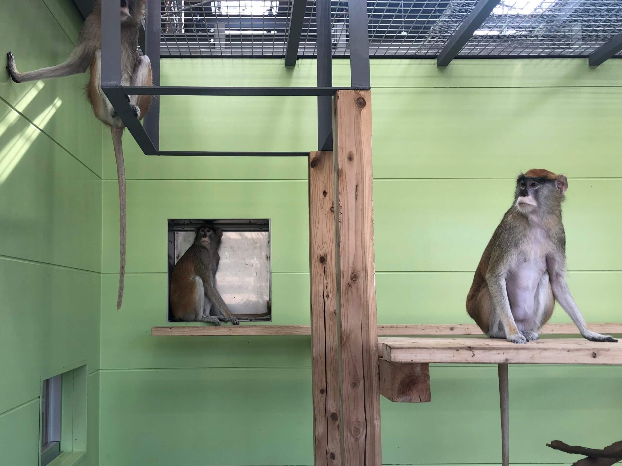 【Tenagram】お向かいさんがにぎやかになってきました。 – 飼育の部屋