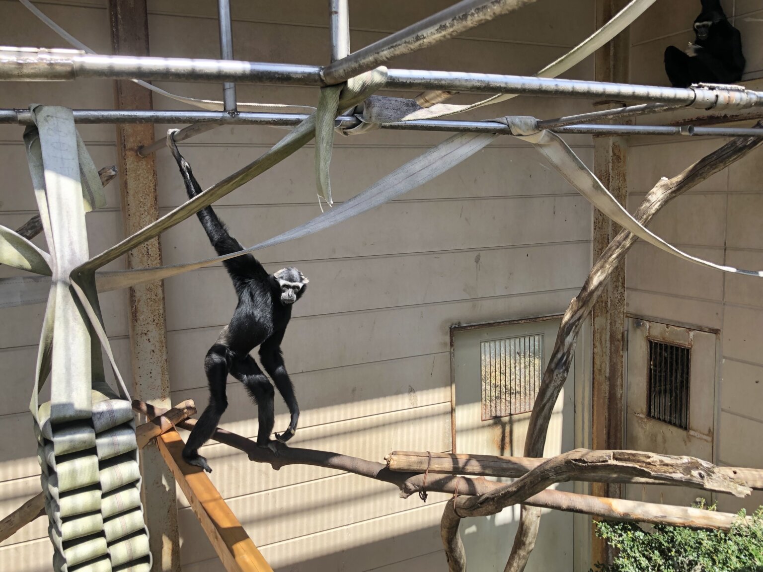 【Tenagram】ボウシテナガザルがくらす部屋のエアコンが新しくなりました！ – 飼育の部屋