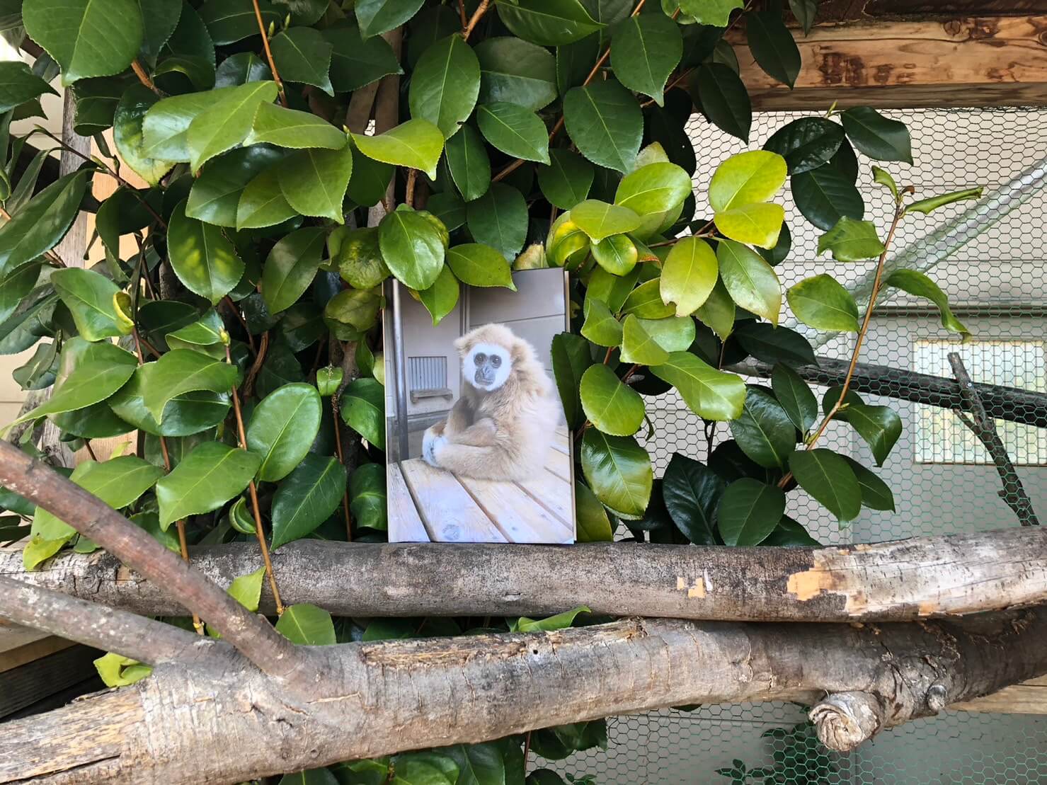 【Tenagram】キュータロウの写真集を作っていただきました。 – 飼育の部屋