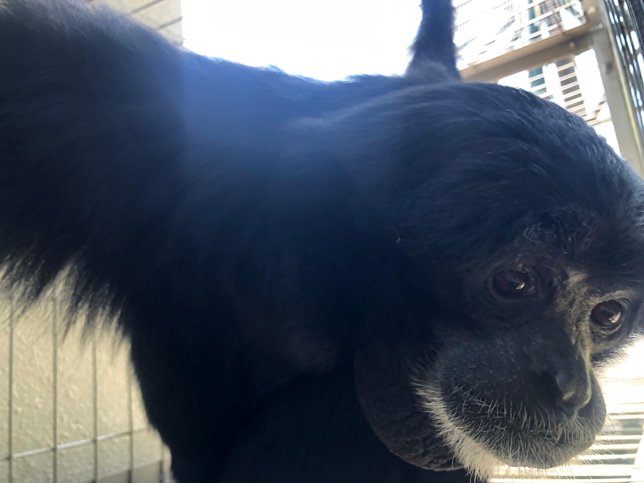 【Tenagram】引っ越し準備 – 飼育の部屋