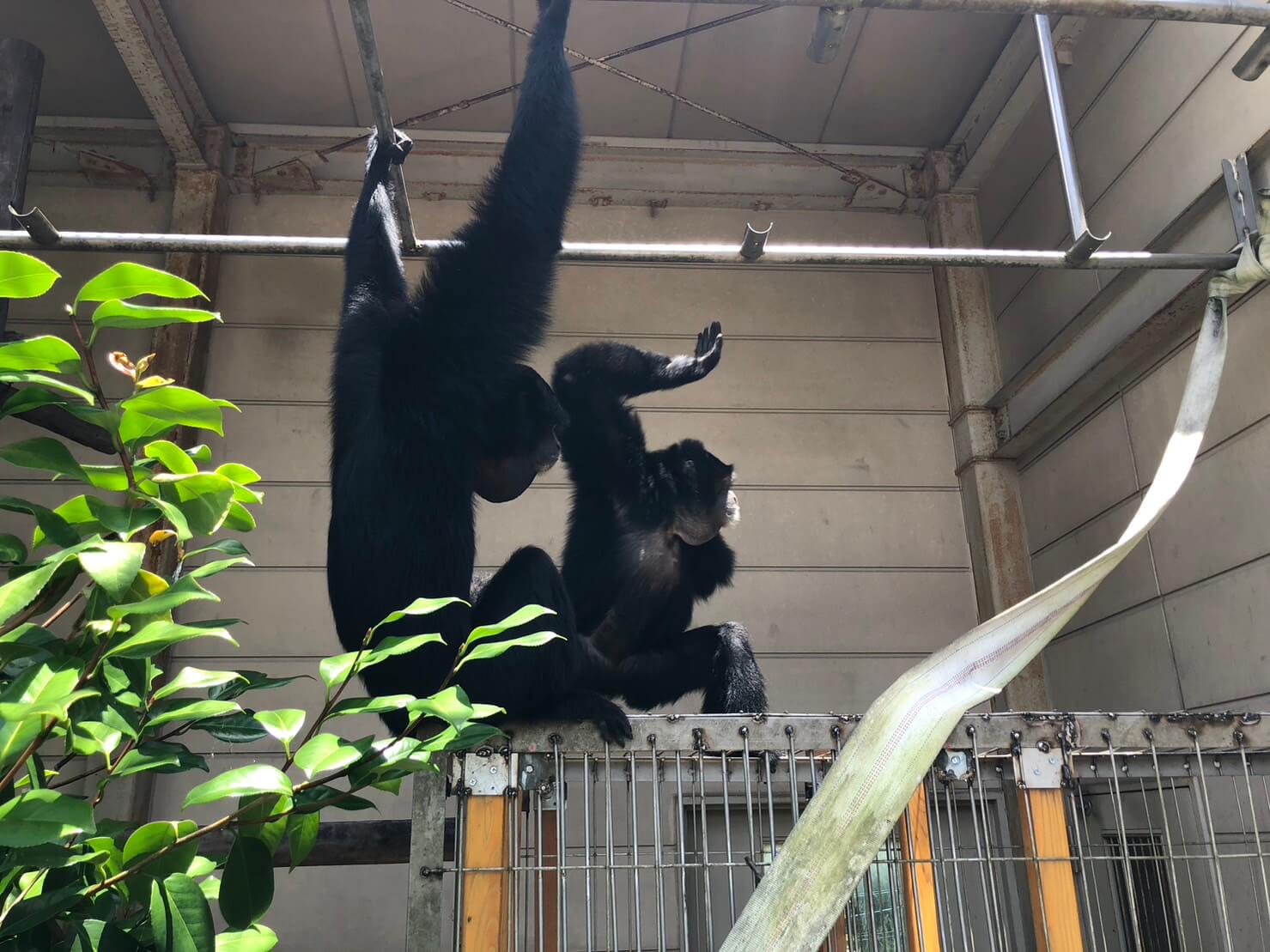 【Tenagram】引っ越し準備その④ – 飼育の部屋