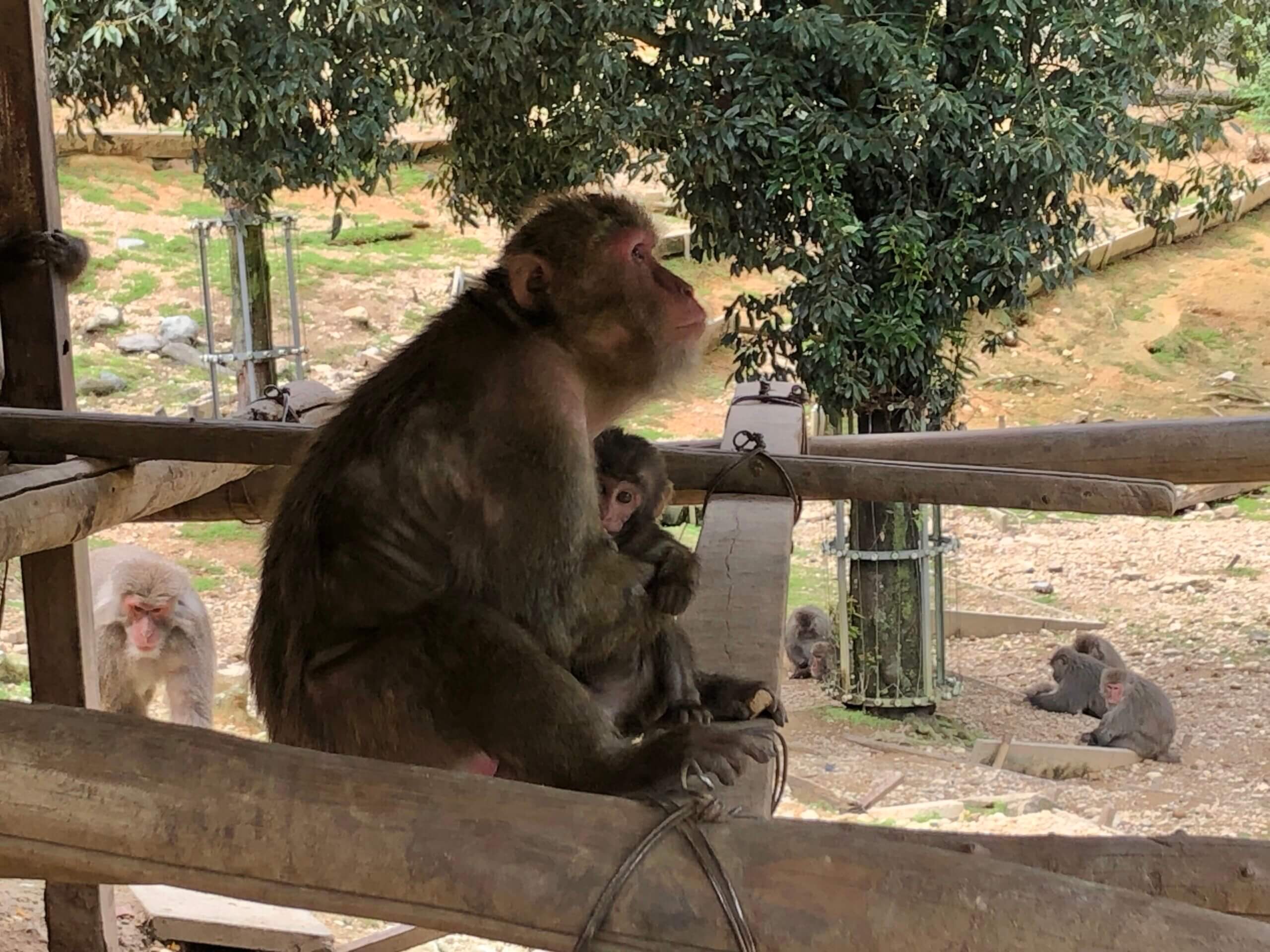 【Tenagram】屋内もグリーン – 飼育の部屋