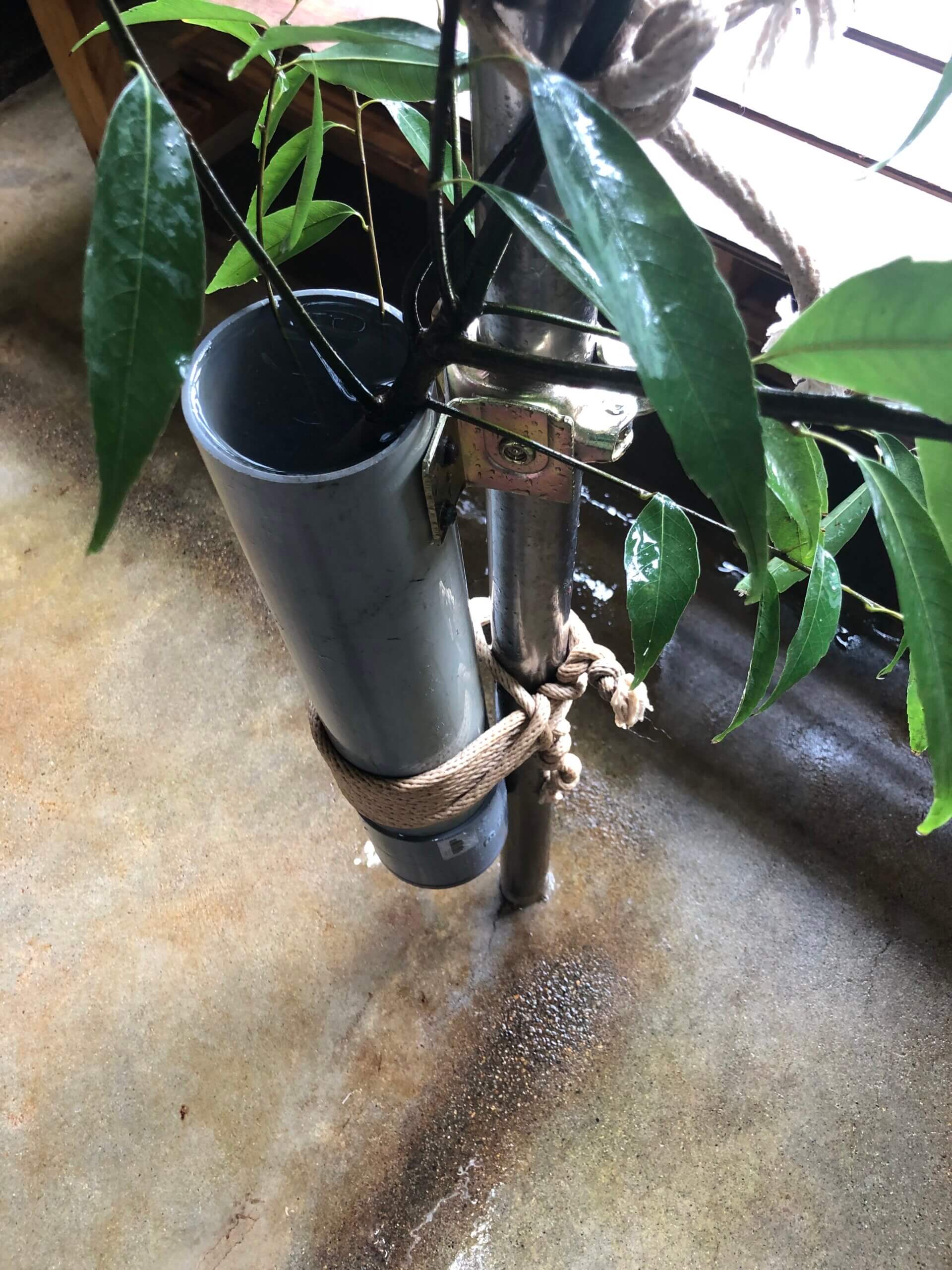 【Tenagram】屋内もグリーン – 飼育の部屋