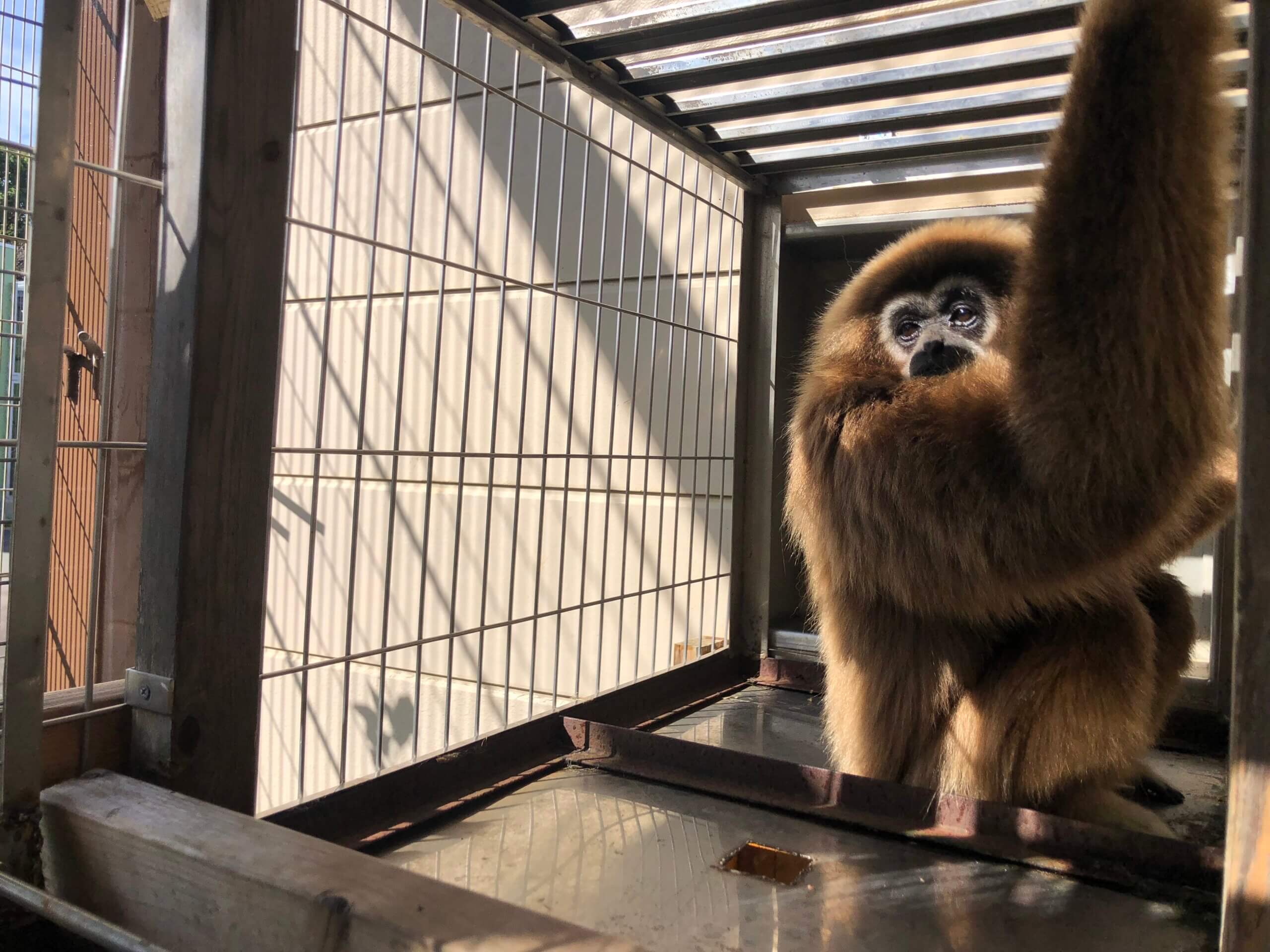 【Tenagram】ころころジェニファー – 飼育の部屋