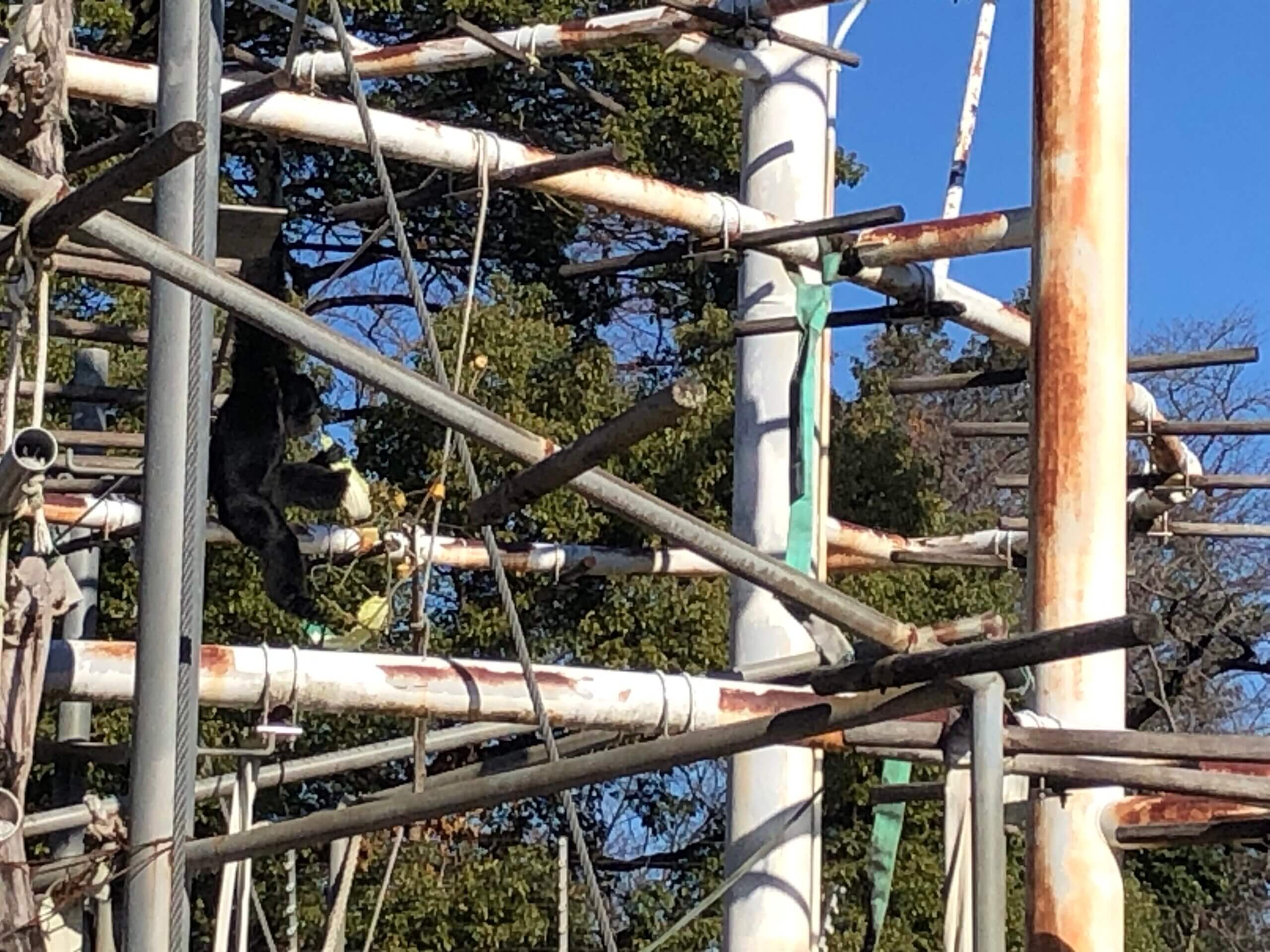 【Tenagram &YakTok】サルおせちこぼれ話 – 飼育の部屋