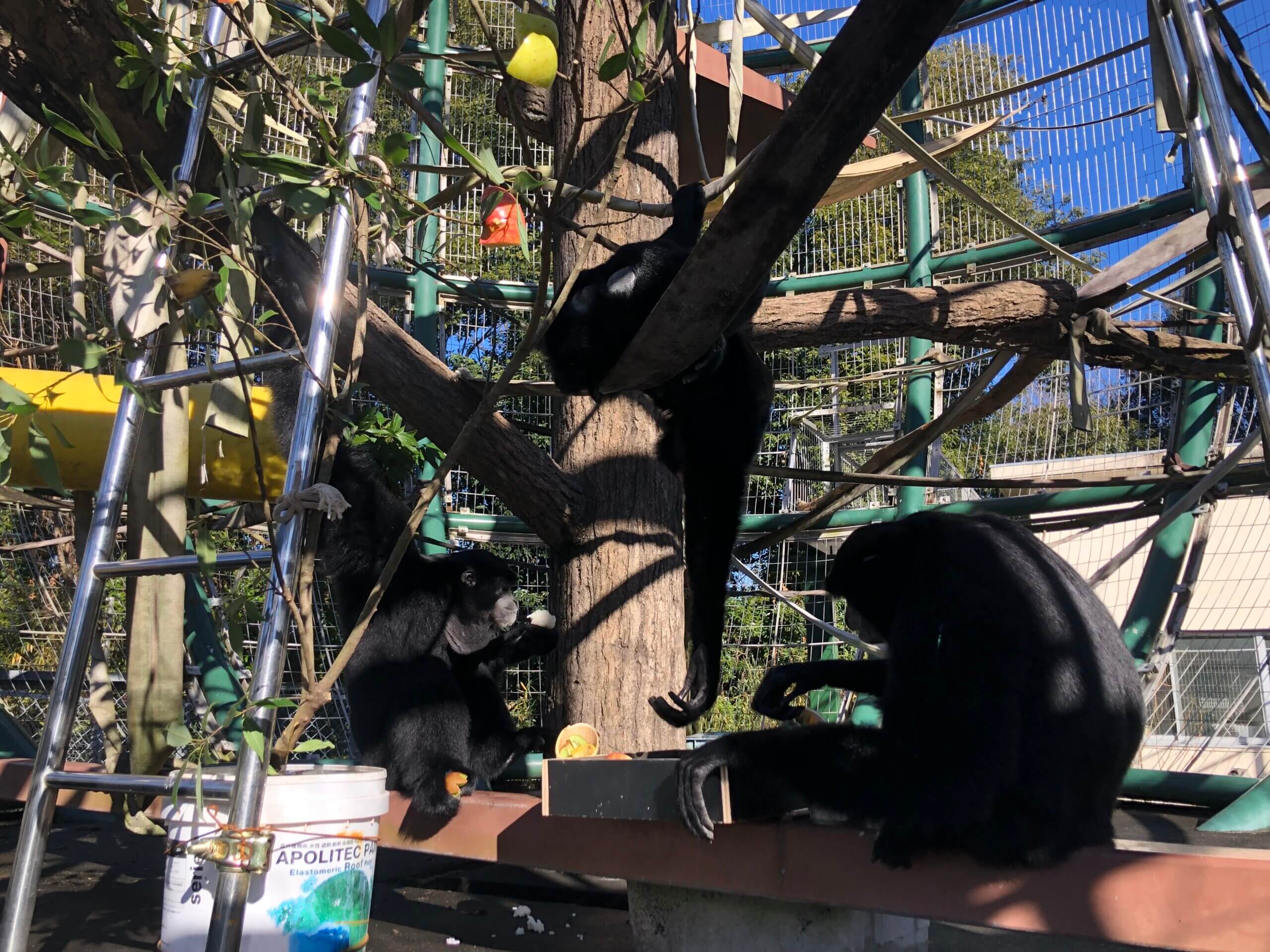 【Tenagram】サルおせち〜テナガザル〜 – 飼育の部屋