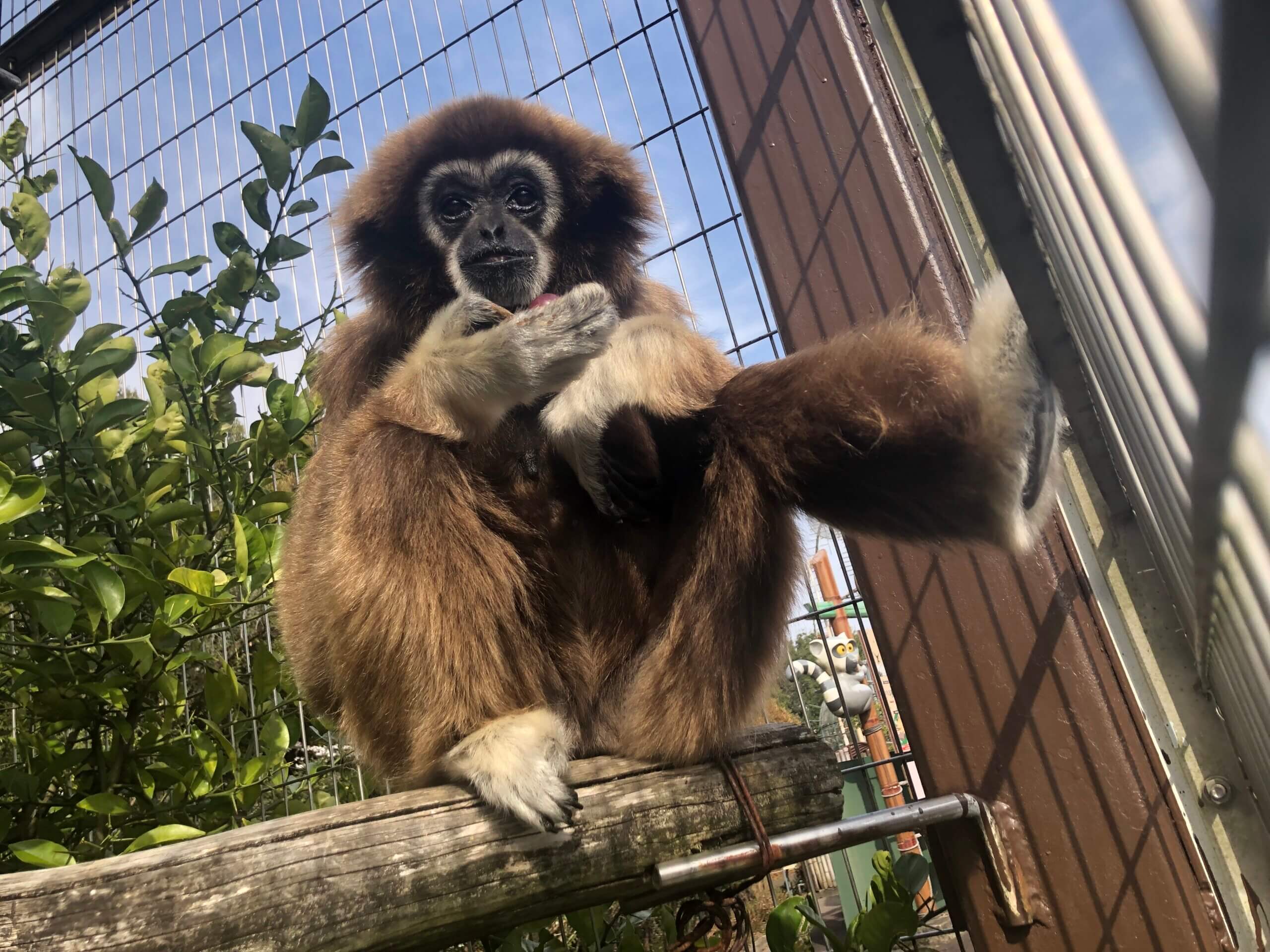 【Tenagram】ジェニファーとライチ – 飼育の部屋