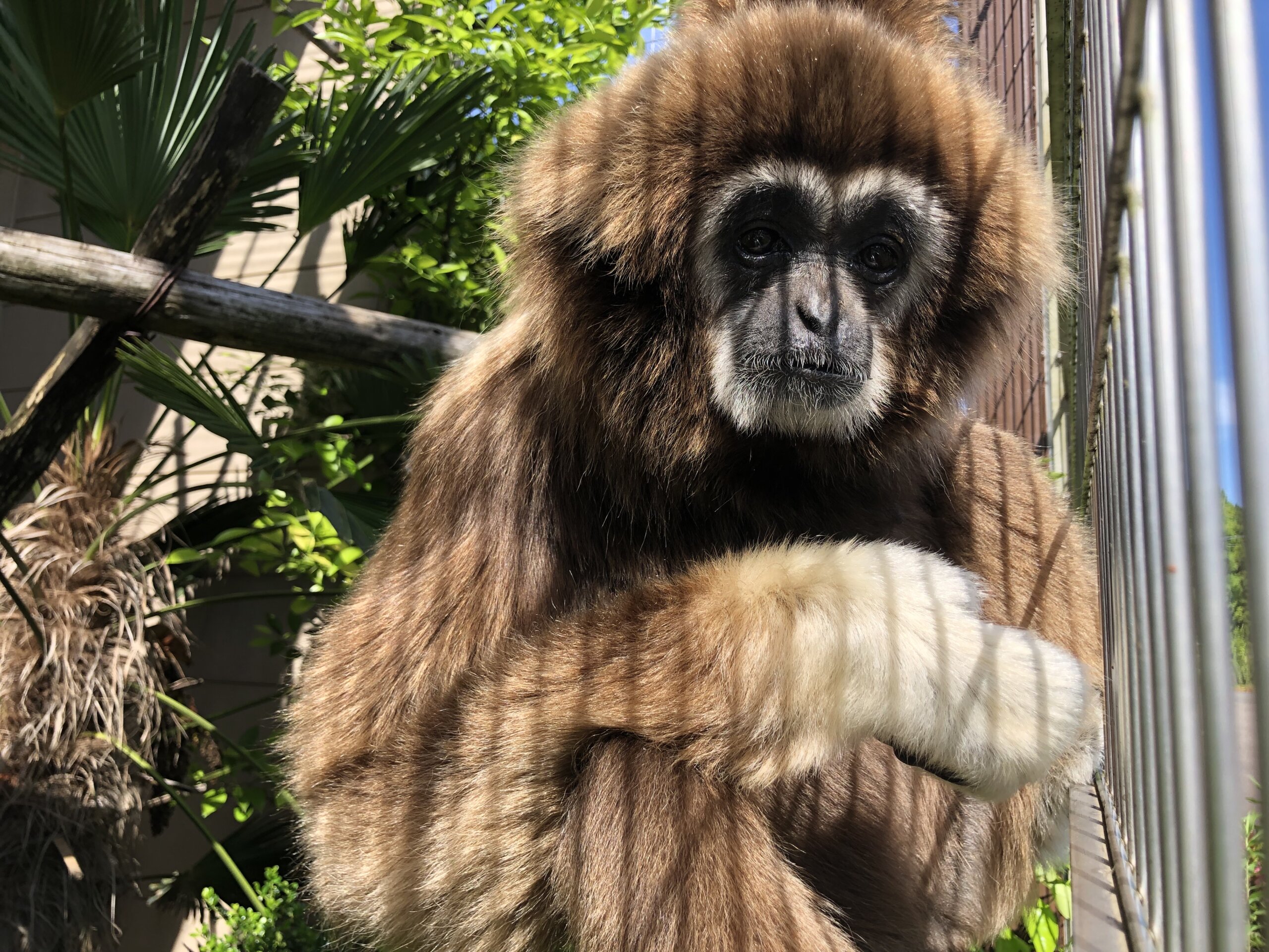 【Tenagram】ジェニファーとイチゴとライチ – 飼育の部屋