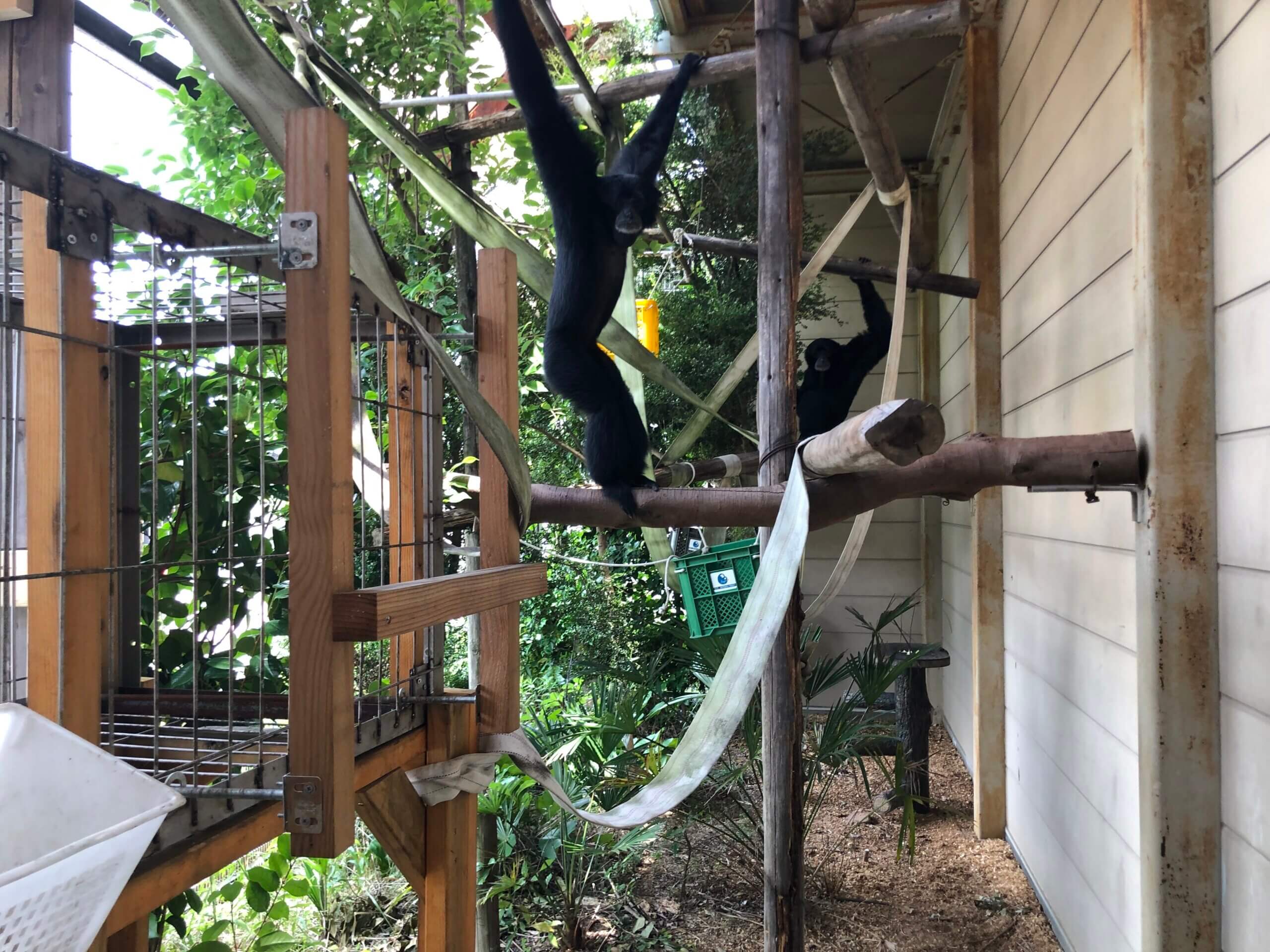 【Tenagram】イチゴとライチ、初めての同居 – 飼育の部屋