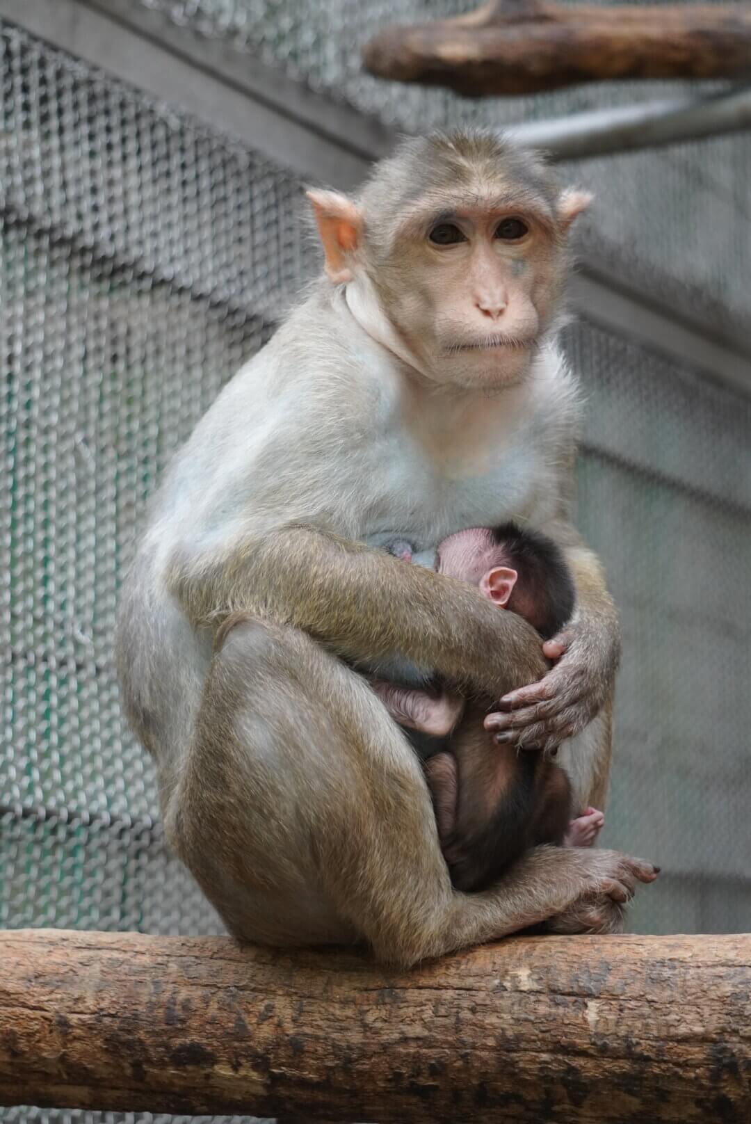 【アジカンInfo】ここ最近の(ドタバタ)アジア館 – 飼育の部屋