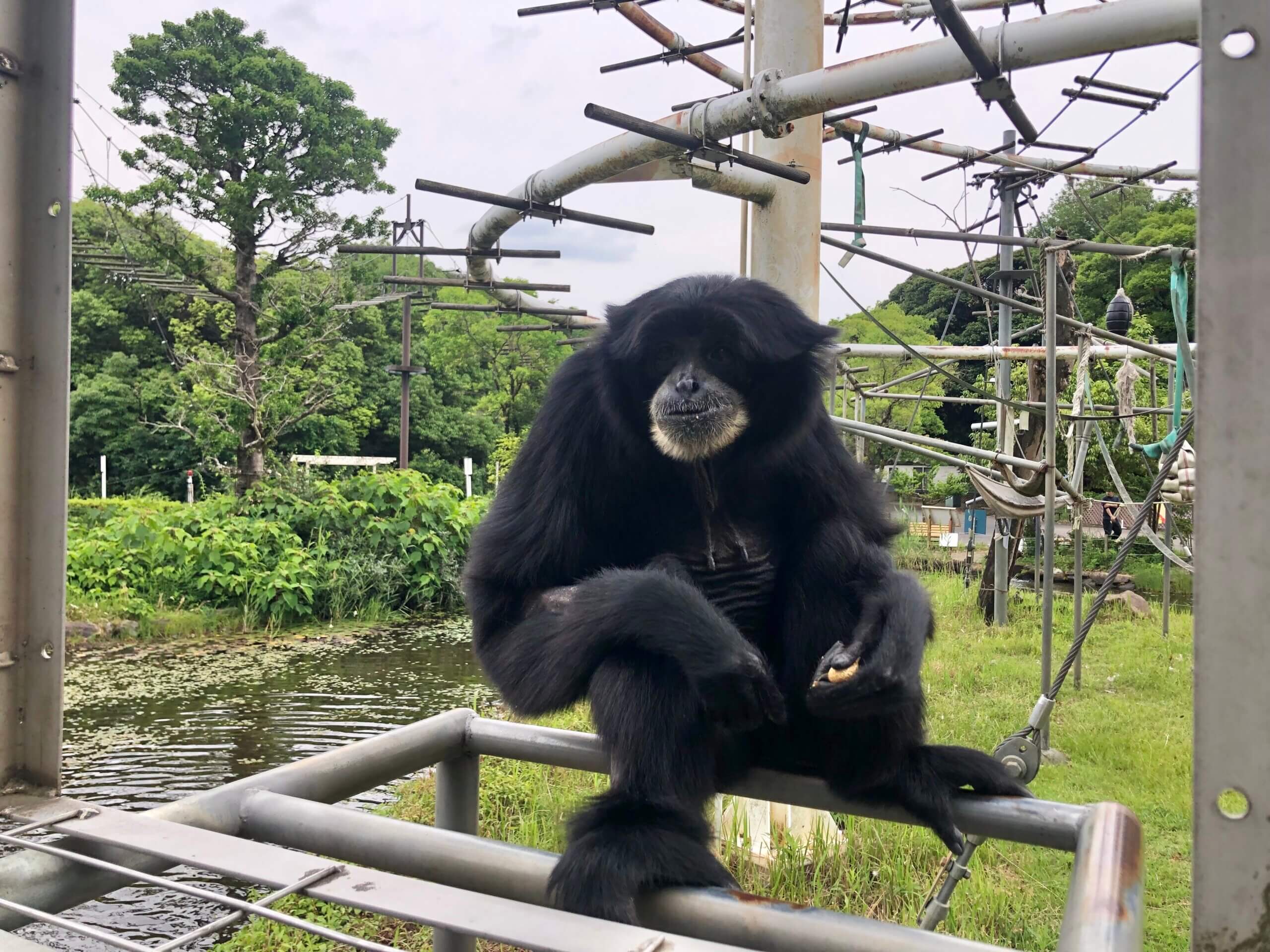 【Tenagram】リンダとイチゴとライチ – 飼育の部屋
