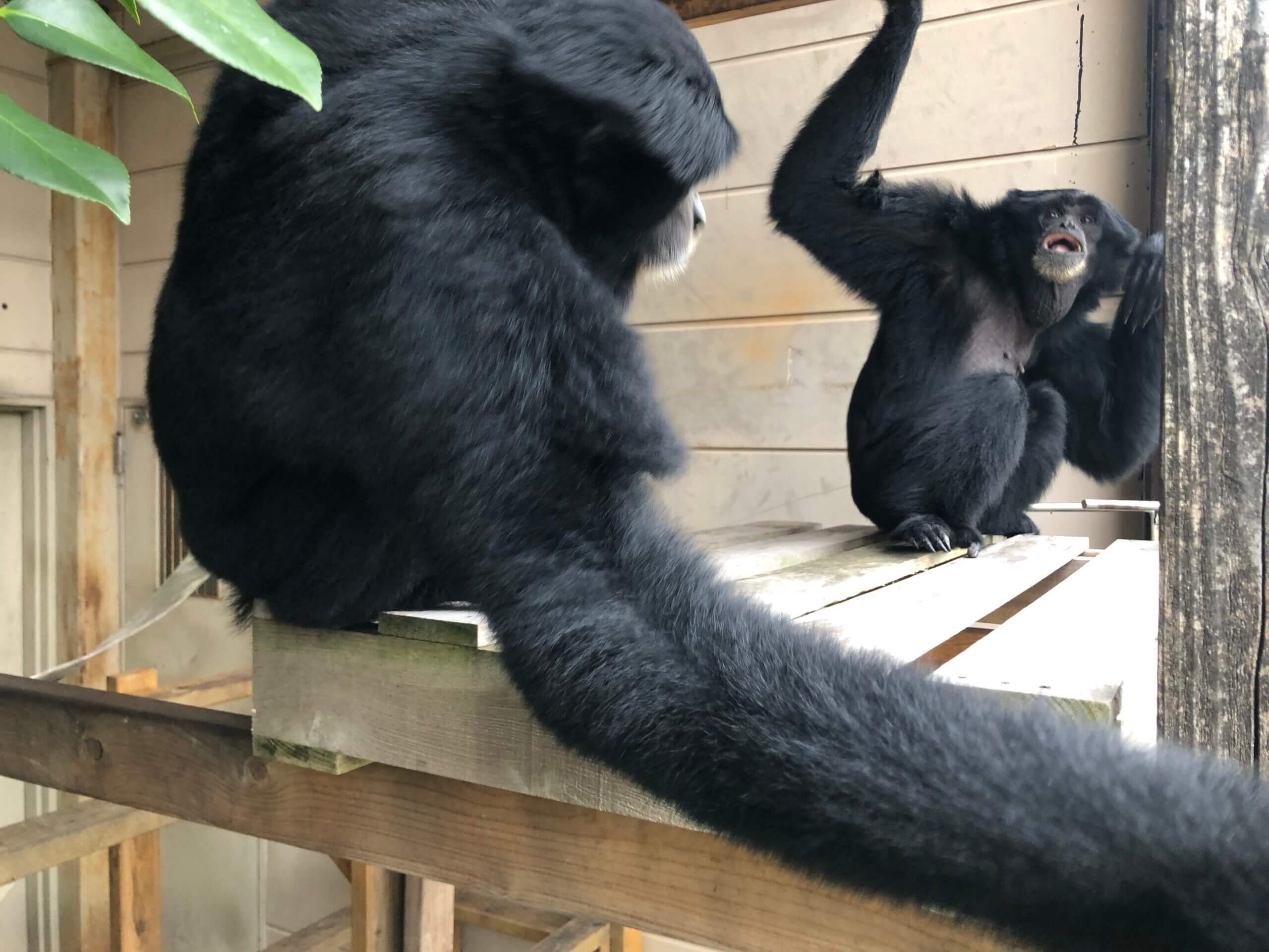 【Tenagram】ライチの声 – 飼育の部屋
