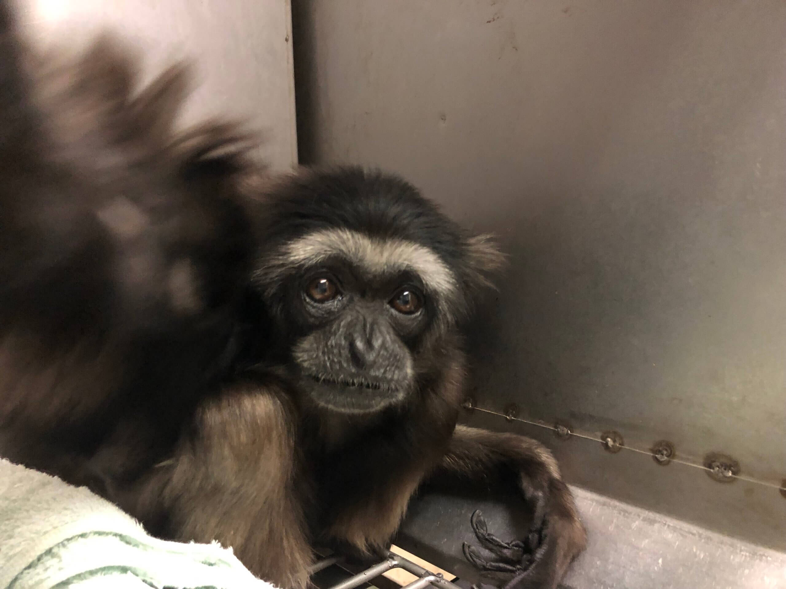 【Tenagram】入院中のクリケット – 飼育の部屋