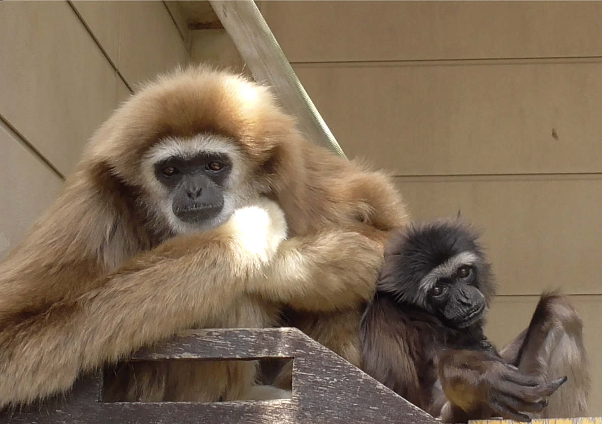 【Tenagram】退院後のクリケット – 飼育の部屋